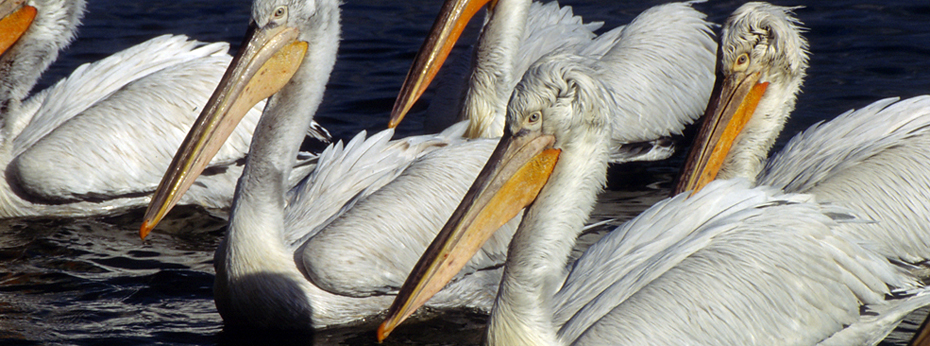 Pelican as a Christian Symbol – Durham World Heritage Site